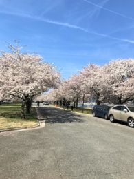 Where To See Amazing Views of the Cherry Blossoms in Washington DC ...